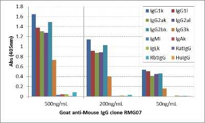 IgG Antibodies: Novus Biologicals